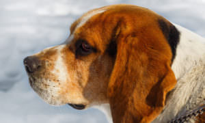 3 Amazing Ways To Honor A Beagle Who Passed Away - iHeartDogs.com