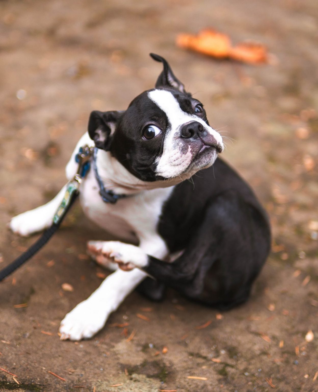 Giving This To Your Boston Terrier Daily Could Help Alleviate Painful ...