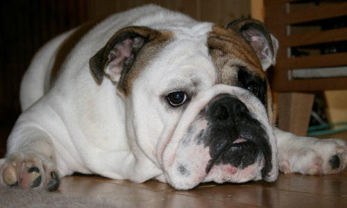 3 Amazing Ways To Honor A Bulldog Who Passed Away - iHeartDogs.com