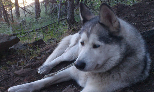 3 Amazing Ways To Honor A Husky Who Passed Away - iHeartDogs.com