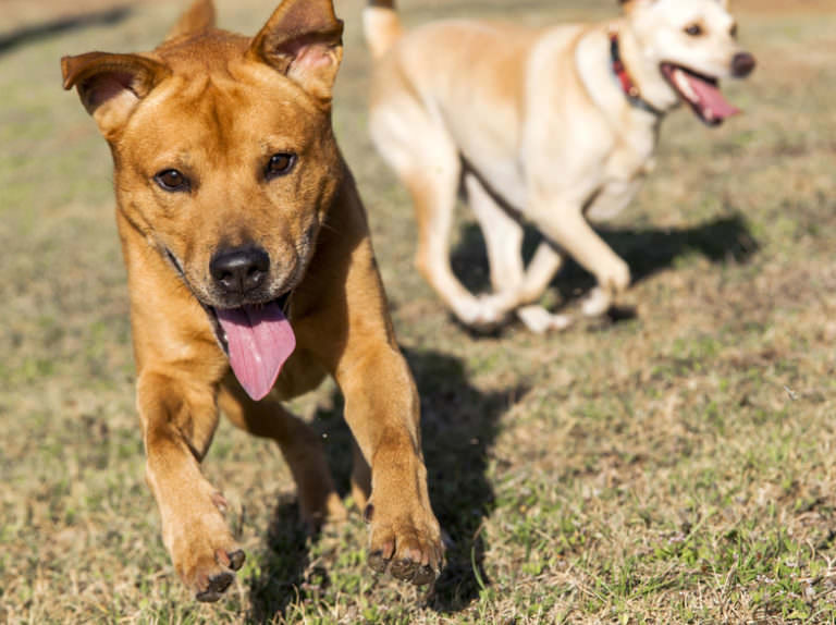 Learn From Me: Prevent a Life of Agony for Your Dog Before It’s Too ...