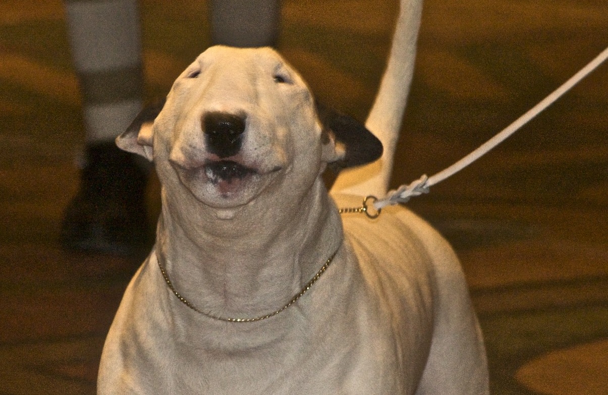 5 Signs Your Bull Terrier Is Stressed - iHeartDogs.com