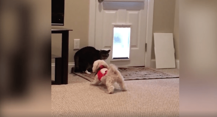 Tiny Bodyguard Dog Protects His Big Dog Friend From The Cat