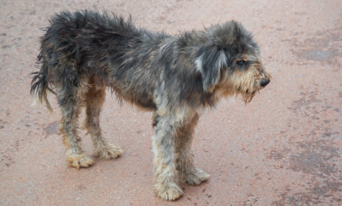Is Your Dog's Coat Dry & Dull? Try This Little Trick - iHeartDogs.com