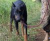 5 Tips To Prevent Your Doberman From Pulling On The Leash