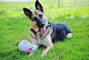 11 Ways Your Dog Knows You're Coming Home Before You Arrive ...