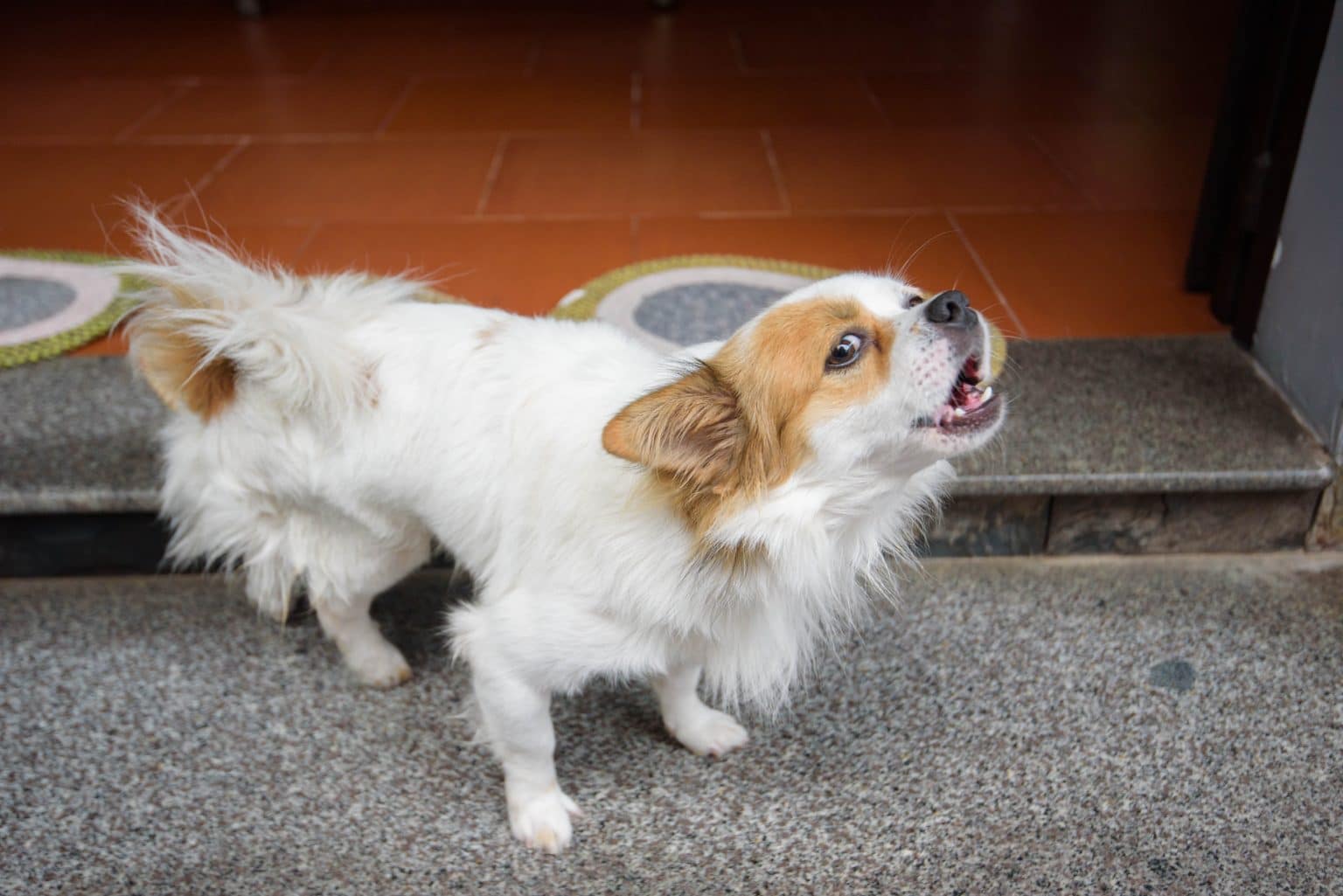 9 Reasons Your Dog Is Suddenly Barking At Absolutely Nothing ...