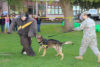 9 Modern Uses For Military Dogs - iHeartDogs.com