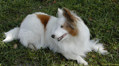 Top 3 Health Concerns For Your Shetland Sheepdog - iHeartDogs.com