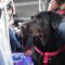 Seattle's Famous Bus-Riding Dog Has Passed Away - iHeartDogs.com