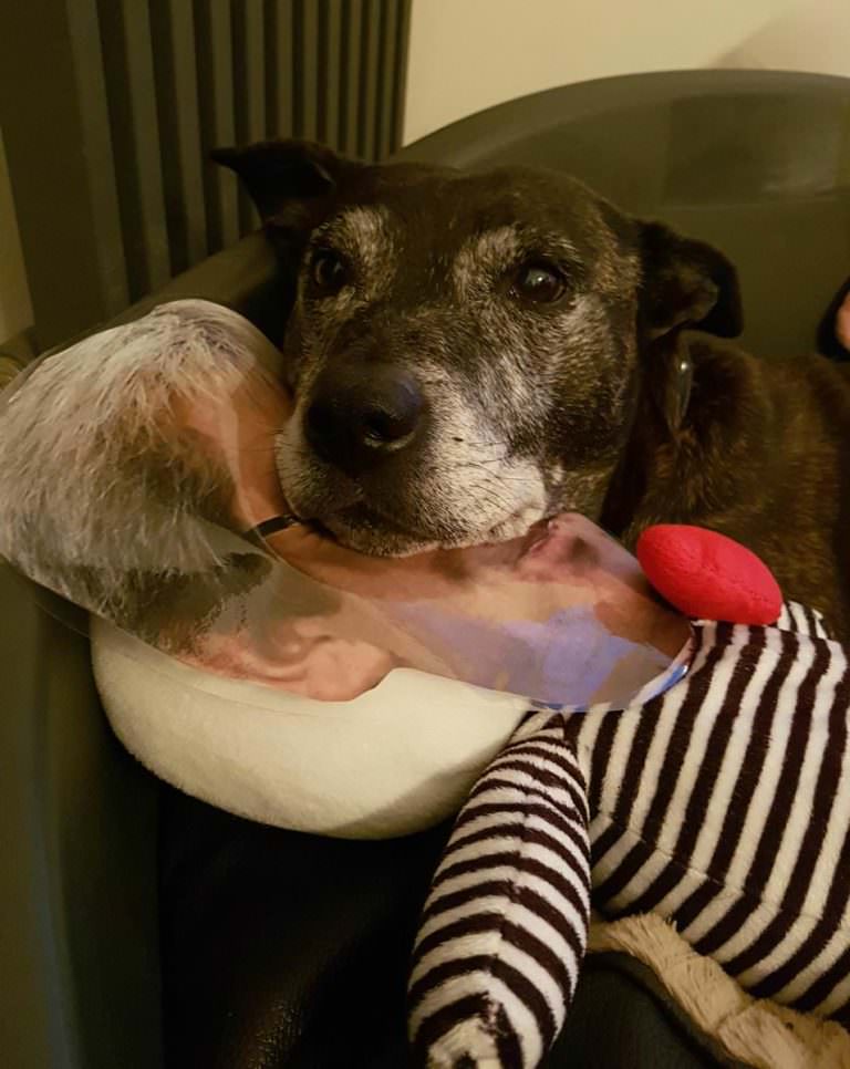 Sitter Gets Creative To Cheer Up Pup While Dog Dad's Away - iHeartDogs.com