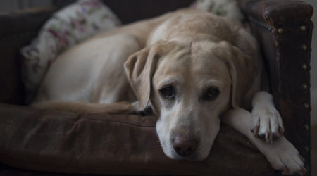 6 Reasons Your Senior Dog May Be Slowing Down - iHeartDogs.com