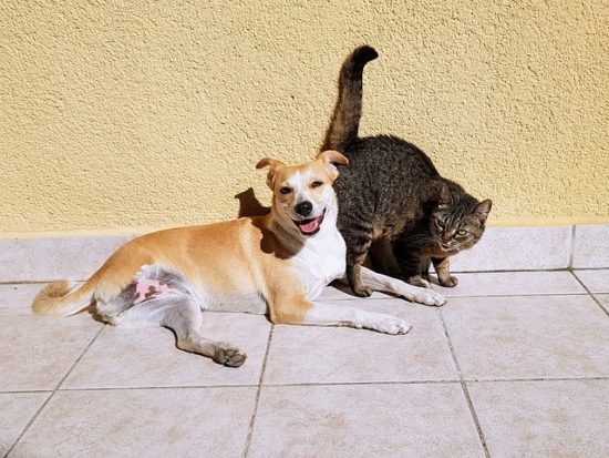Can You Teach A Dog To Like Cats? - iHeartDogs.com