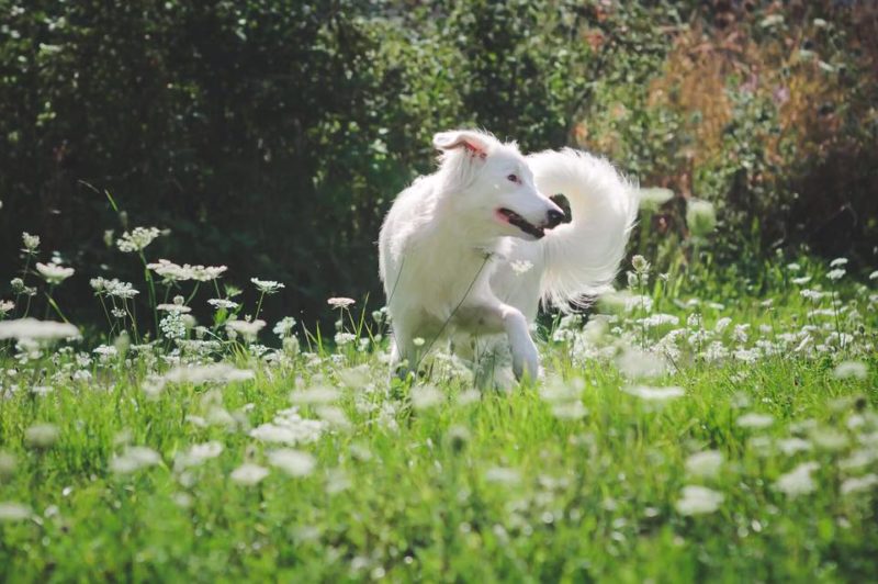 Blind, Deaf Dog Born From Irresponsible Breeding Finds The Perfect ...