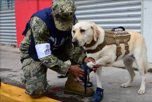 This Adorable Labrador Has Located 53 People, Including 12 From Recent ...