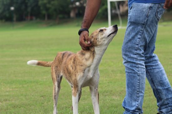 5 Tips For Teaching Your Dog Impulse Control And Why It's Important ...