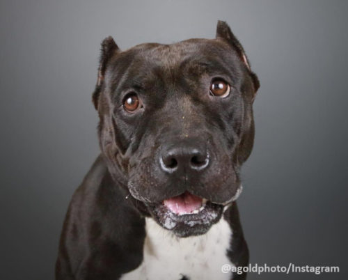 Shelter Photographer Perfectly Captures Why We Love Pit Bulls ...