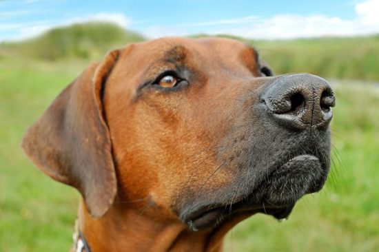 Your Dog's Facial Expressions Might Not Mean What You Think They Do ...