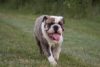5 Dog Breeds With The Most Adorable Wrinkles - iHeartDogs.com