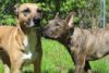 Here's How To Socialize Your Adult Rescue Dog - iHeartDogs.com