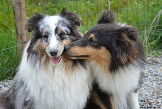 Why Do Female Dogs Hump? - iHeartDogs.com