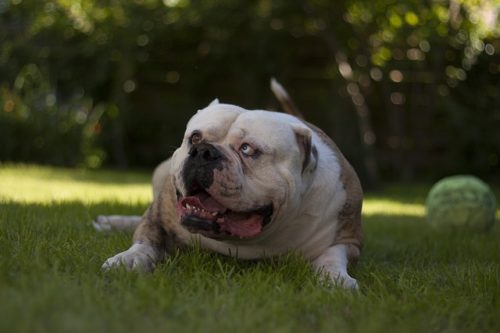 The 5 Different Types Of Dog Growls - iHeartDogs.com