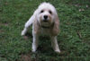 5 Causes Of Canine Incontinence & How To Help Your Dog Manage It ...