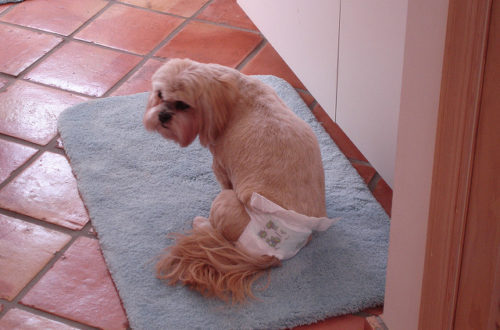5 Causes Of Canine Incontinence & How To Help Your Dog Manage It ...