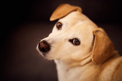 What Are Dogs Thinking When They Stare Into Our Eyes? - iHeartDogs.com
