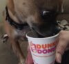 18 Chain Restaurants With Secret Menu Items For Dogs - iHeartDogs.com