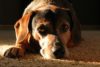 5 Causes Of Canine Incontinence & How To Help Your Dog Manage It ...