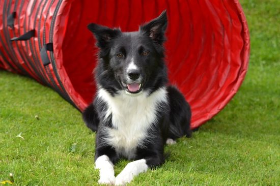 How To Help An Emotionally Traumatized Dog Learn To Play - iHeartDogs.com