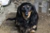 The 5 Things You Need To Know About Seizures In Dogs - iHeartDogs.com