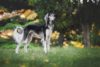 12 Most Regal Dog Breeds: We Countdown The Dogs That Exude Majesty ...