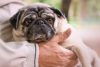 4 Simple Ways To Help Your Obese Senior Dog Shed Weight