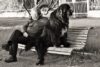 Why Are Some Pups Drawn To People Who Don't Like Dogs? - iHeartDogs.com