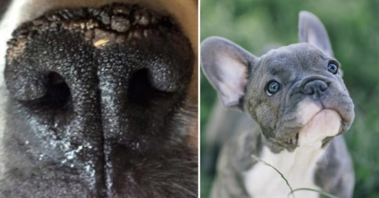 If Your Frenchie's Nose Is Dry & Crusty, It Might Be Nasal ...