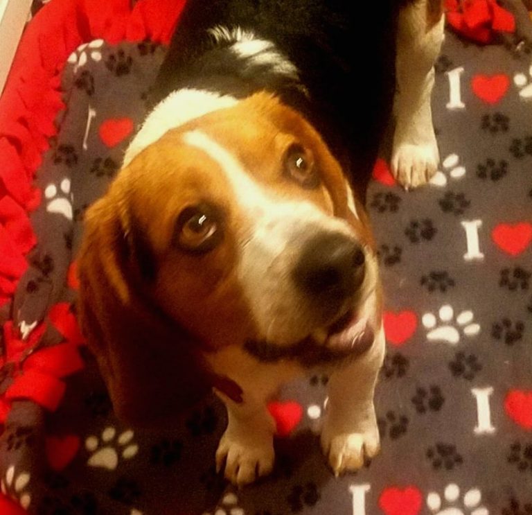 Death Row Dog Hugs His Rescuer On His Way To Freedom - iHeartDogs.com