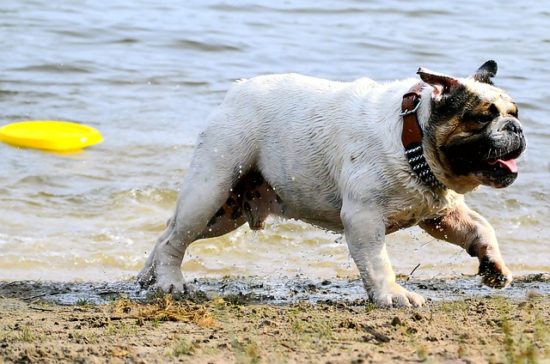 These 13 Dog Breeds Are The Worst Swimmers - iHeartDogs.com