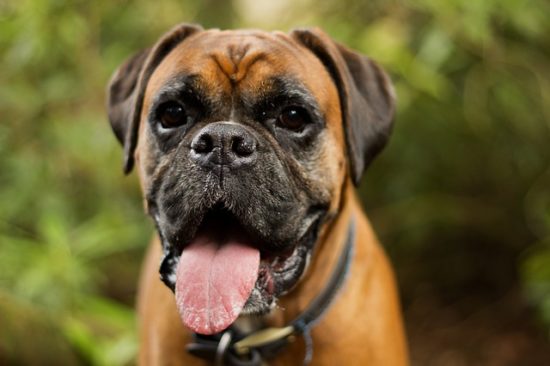 Dry Nose Is A Common Issue With Many Boxers, Here’s How You Can Make ...