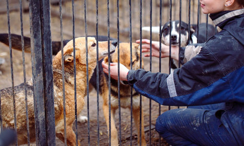 Social Impact - iHeartDogs.com