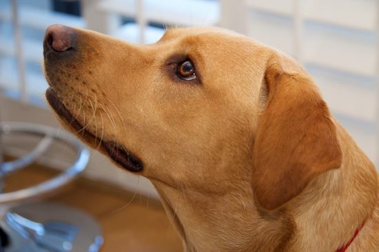 Does Your Dog Eat Too Fast? Here Are 7 Ways To Slow Them Down ...