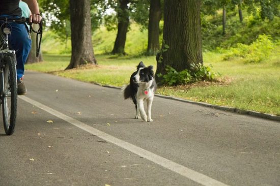 5 Dangerous Dog Habits & How To Fix Them - iHeartDogs.com