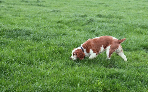 Why It's Important To Let Your Dog Sniff During Walks - iHeartDogs.com