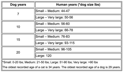Dog Years: How To Determine Your Pup’s Real Age - iHeartDogs.com
