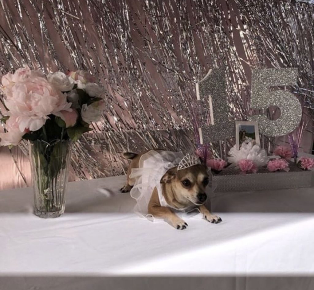 Senior Sweetie Celebrates 15th Birthday Like A Queen Iheartdogs