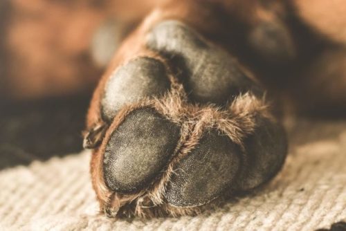 9 Expert Tips To Make Nail Trims Easier On Your Dog - iHeartDogs.com