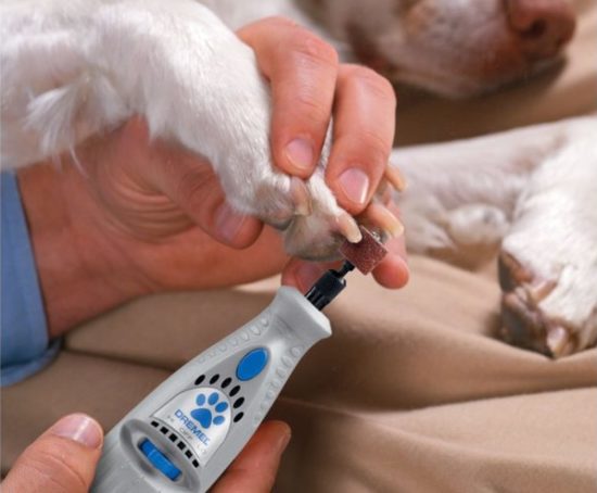 9 Expert Tips To Make Nail Trims Easier On Your Dog - iHeartDogs.com