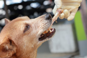 The Do's And Don't's Of Giving Your Dog Bones - iHeartDogs.com