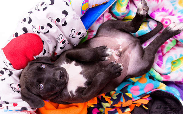 Wrapped In Love - Group Of Crafters Change The Lives Of Rescue Pets ...